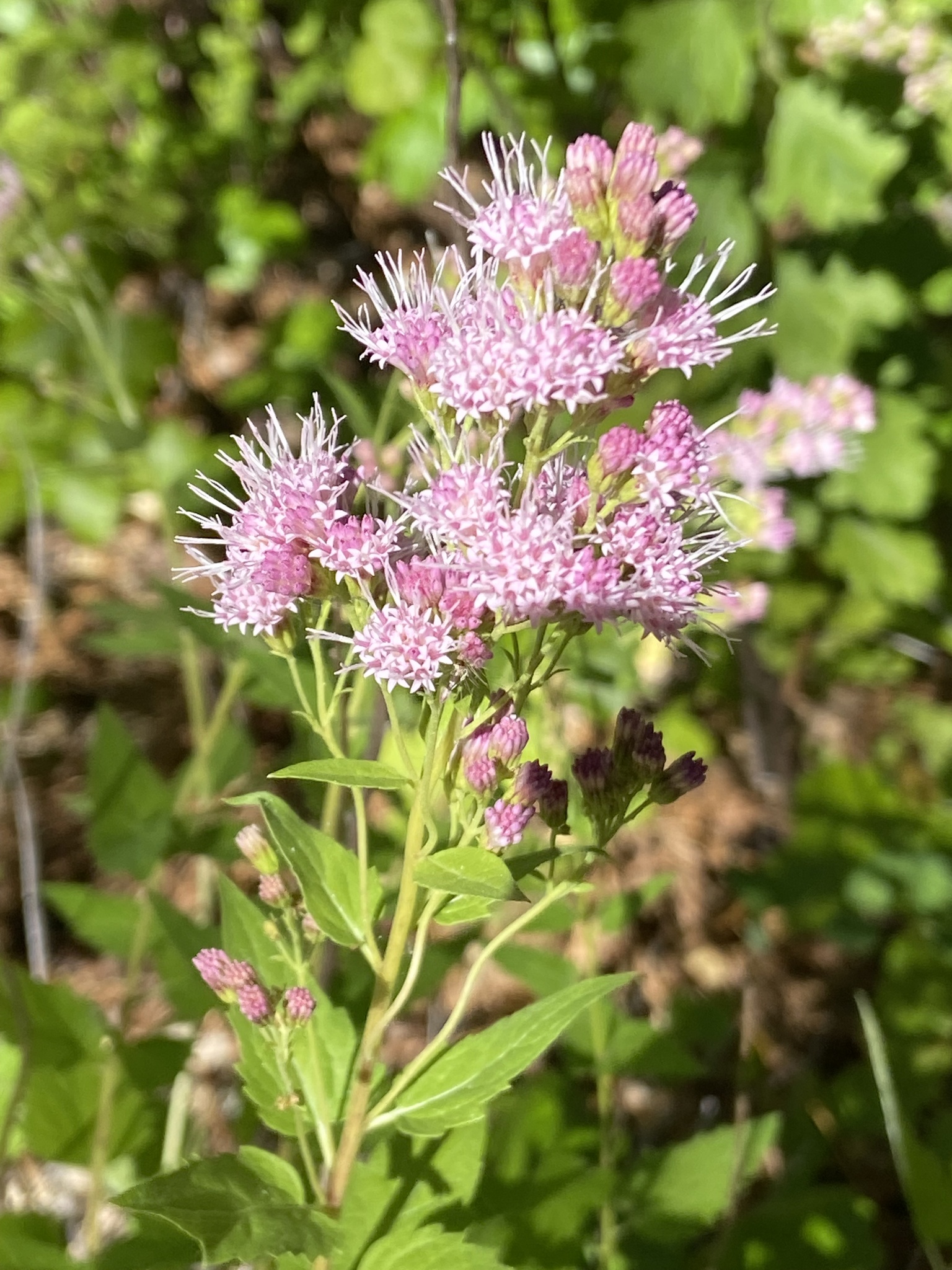 Ageratina occidentalis (Hook.) R.King & H.Rob.