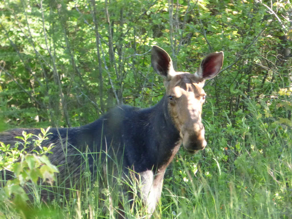 Moose in June 2022 by mhalsted. This was a real treat..Out for an ...