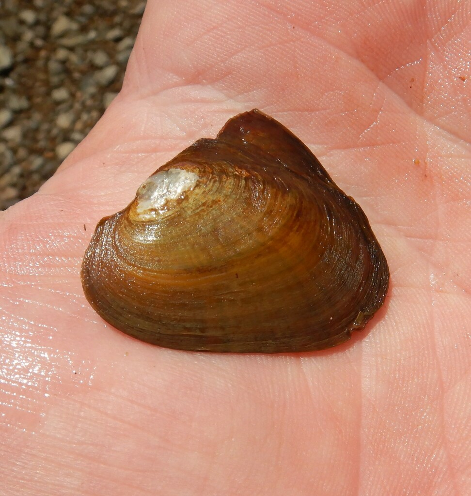 Pink Heelsplitter from Bear Creek, Natchez Trace Pkwy, Bear Creek ...