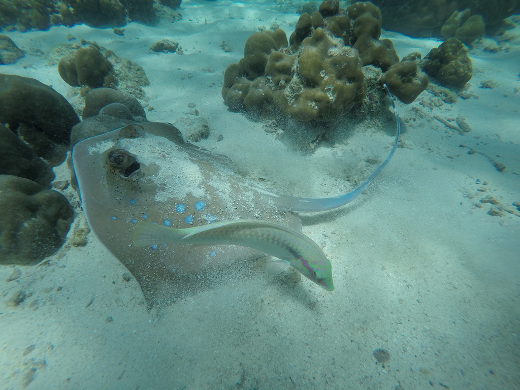 Neotrygon malaccensis from Ko Phi Phi Don, Mueang Krabi, Krabi, TH on ...