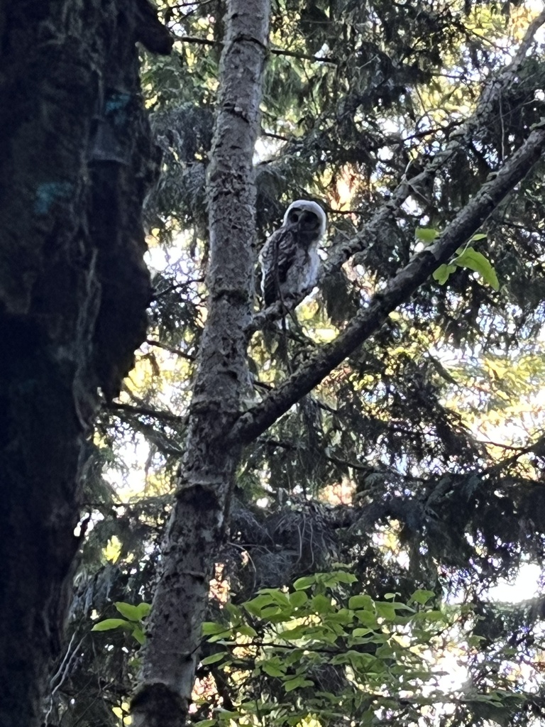 Barred Owl from Pacific Northwest National Scenic Trail, Bow, WA, US on ...