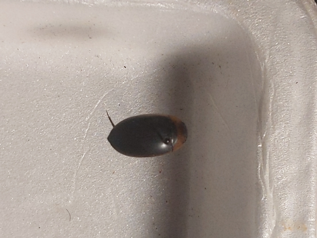 Hydaticus aruspex from Rocky Mountain House on June 26, 2022 by ...