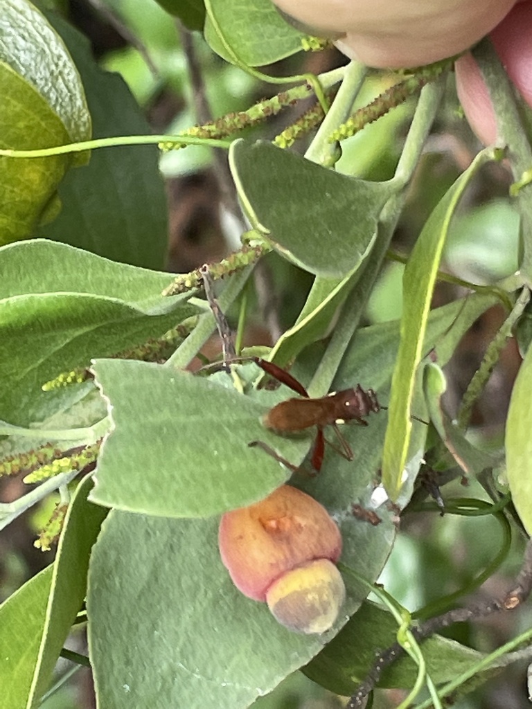 True Bugs from Cooktown, QLD, AU on June 27, 2022 at 11:16 AM by suecee ...