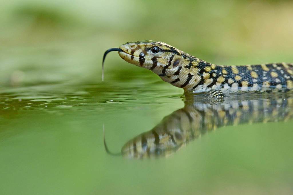 Yellow Monitor from Koch Bihar, IN-WB, IN on June 18, 2015 by ripanb2 ...