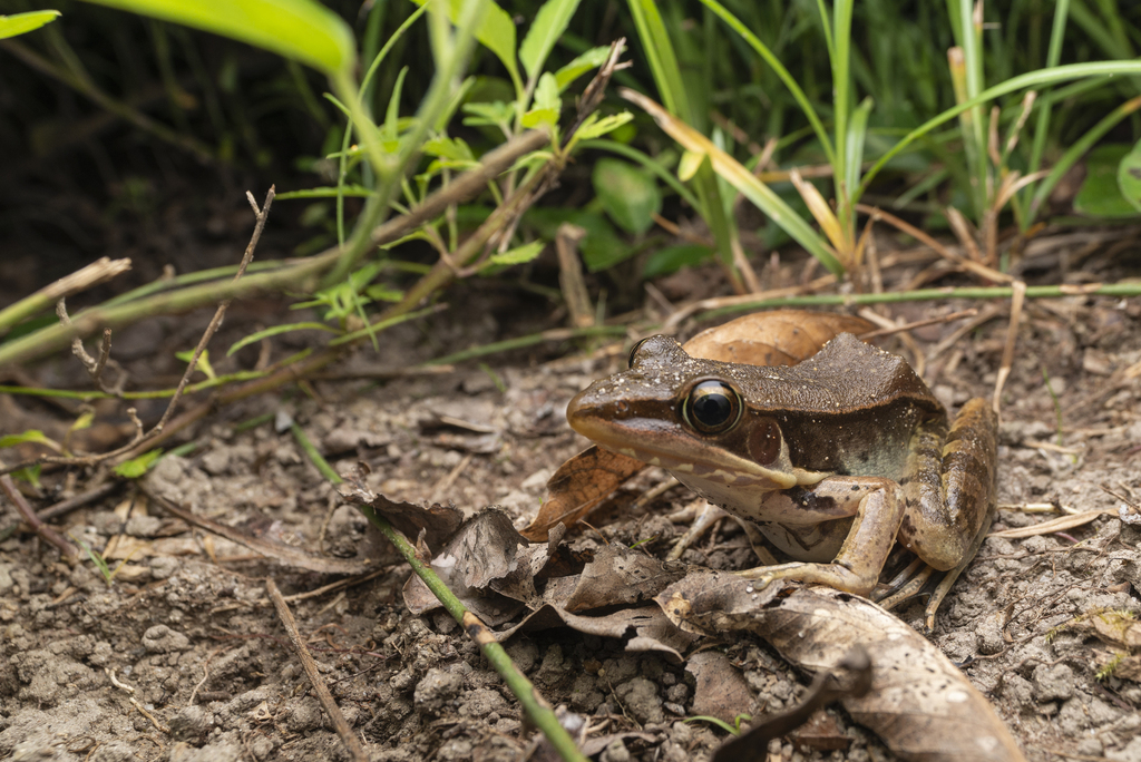 Guenther's Frog in June 2022 by Lawrence Hylton · iNaturalist