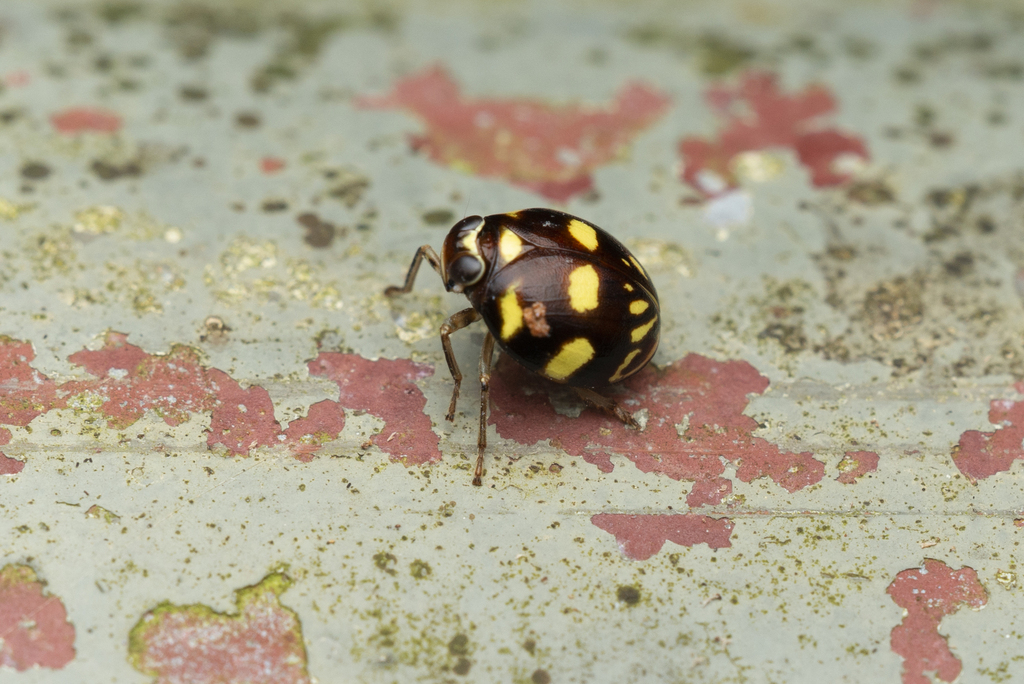 Gergithus in June 2022 by Lawrence Hylton · iNaturalist