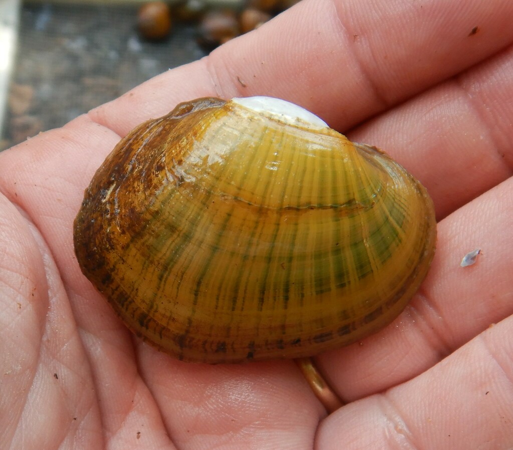 Wavyrayed Lampmussel (Bivalves of the United States Pt.2) · iNaturalist