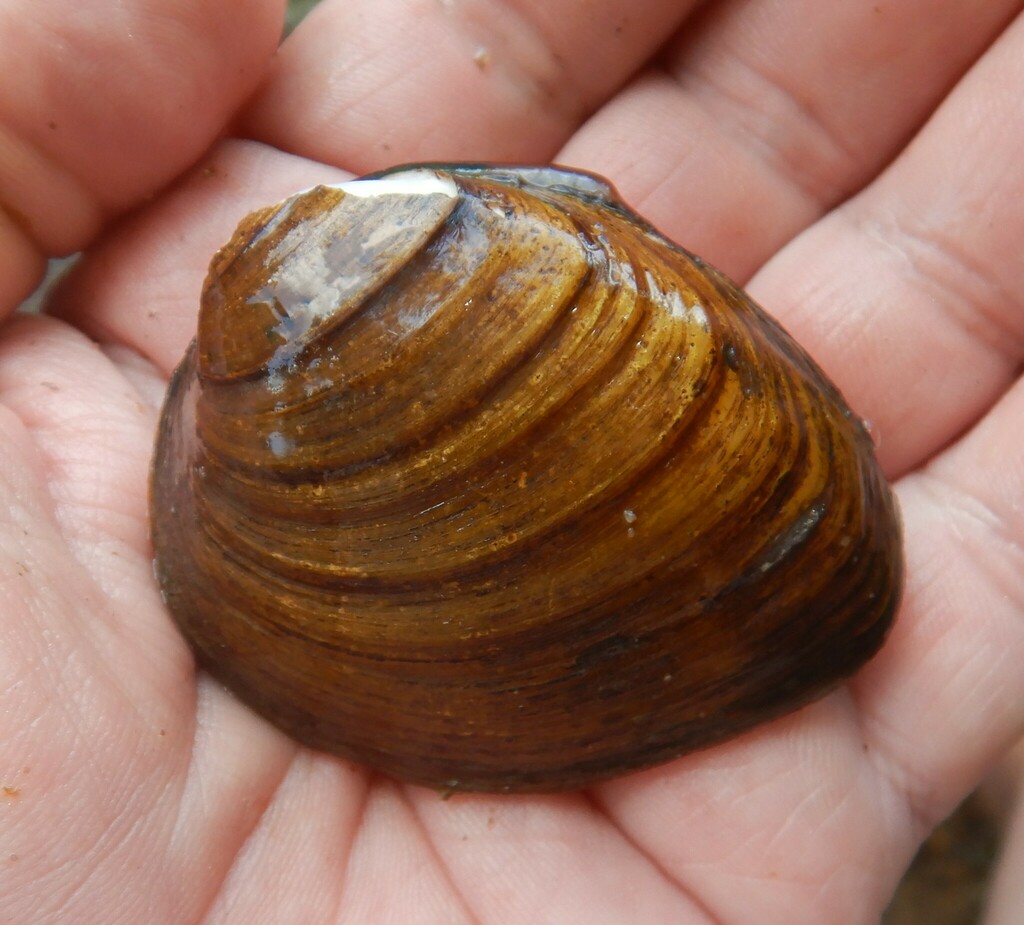 Slabside Pearlymussel in June 2022 by Jeff Garner · iNaturalist