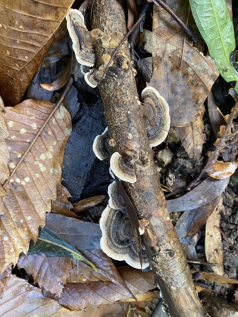 turkey-tail in June 2022 by Sue Tardif · iNaturalist