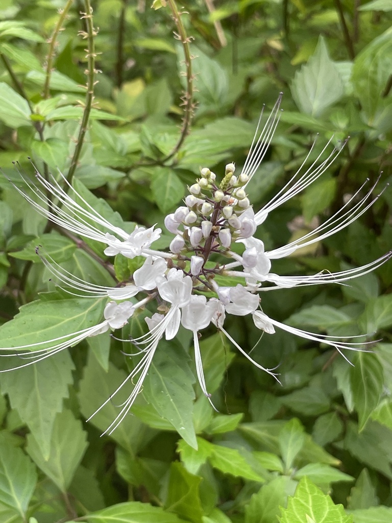 Cat's Whiskers from Cooktown Botanic Gardens, Cooktown, QLD, AU on June ...