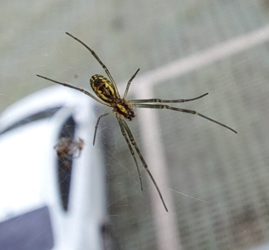 Joro Spider from Geochang-gun, Gyeongsangnam-do, South Korea on June 27 ...