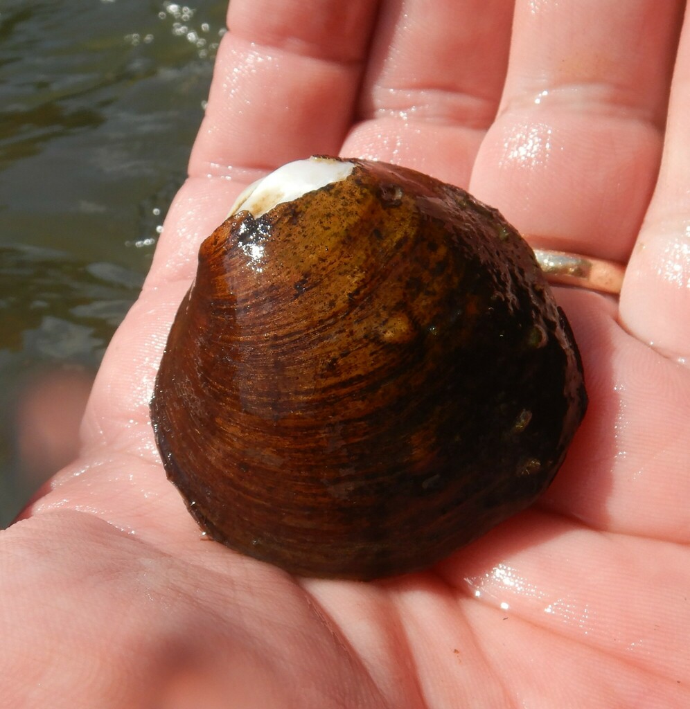 Pimpleback from Bear Creek, unnamed island at Jones Hollow, Colbert ...