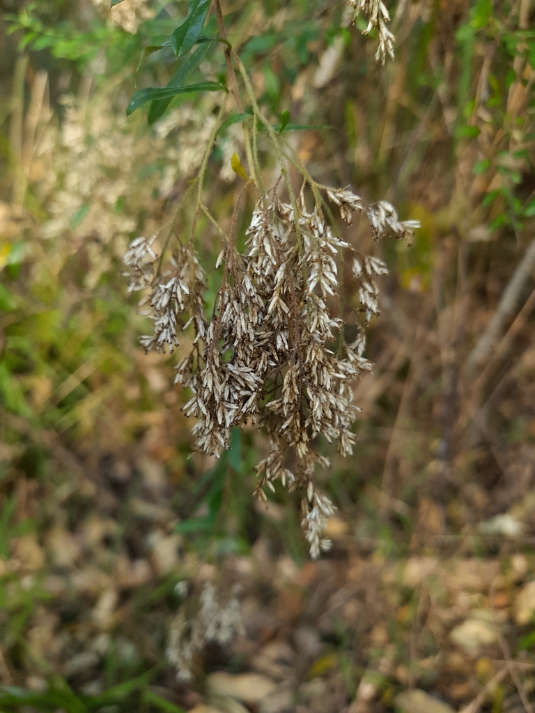 Cassinia subtropica from Landsborough QLD 4550, Australia on June 27 ...