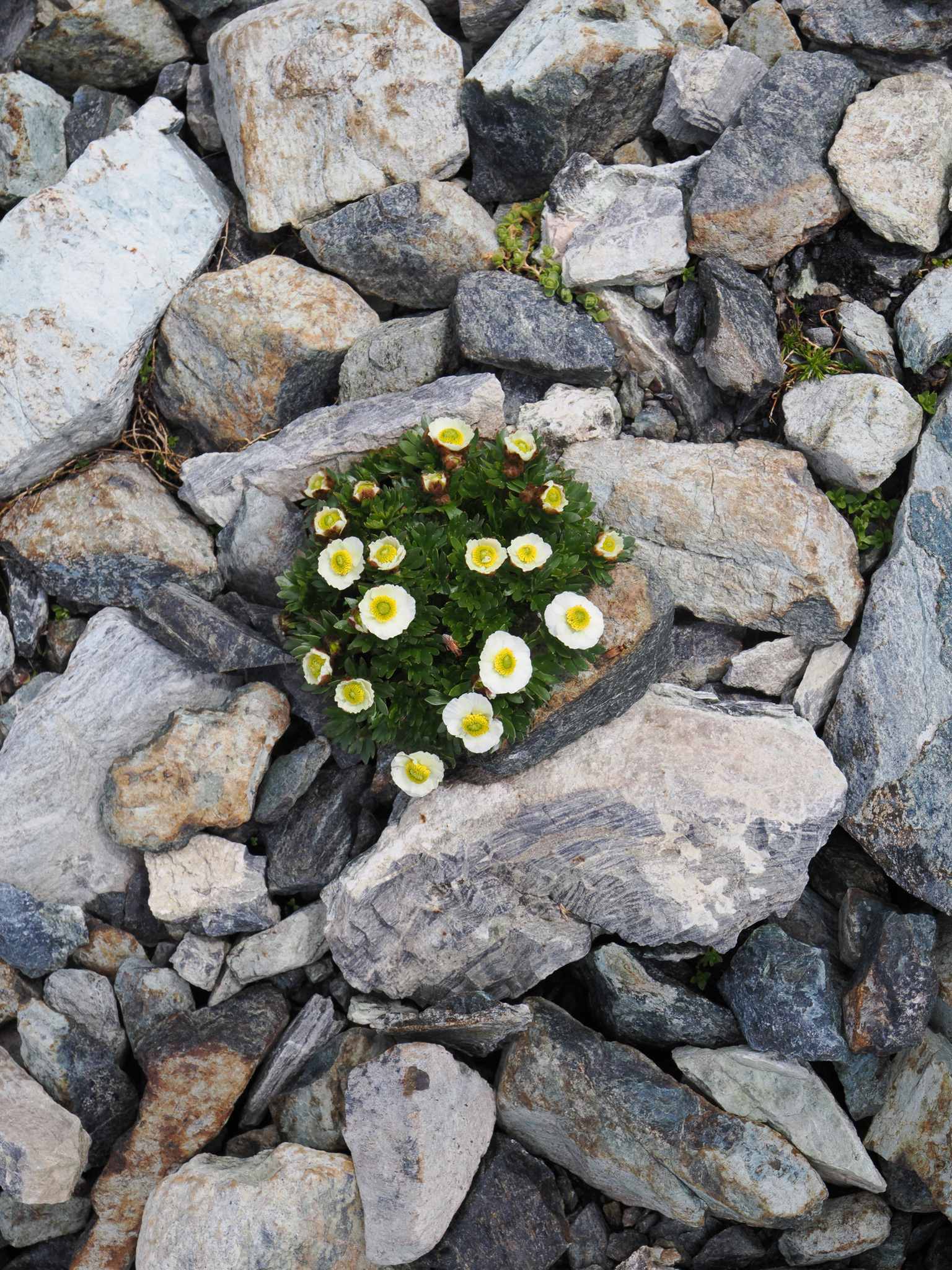Ranunculus glacialis L.