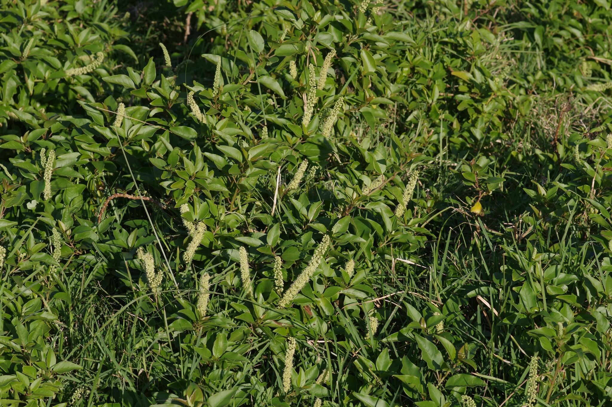 Phytolacca dodecandra L'Hér.