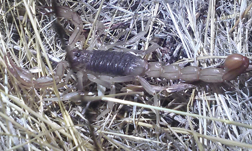 California common scorpion from Julian, CA 92036, USA on June 26, 2022 ...