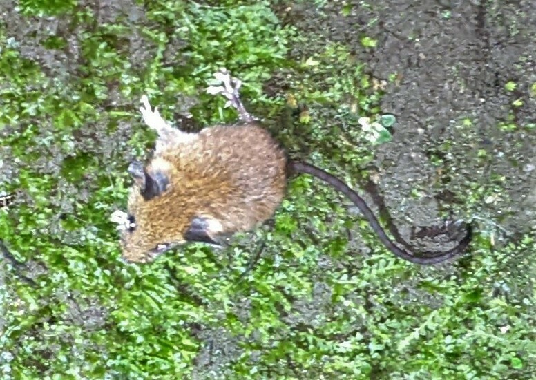 dusky rice rat from Santa Marta, Magdalena, Colombia on June 04, 2022 ...