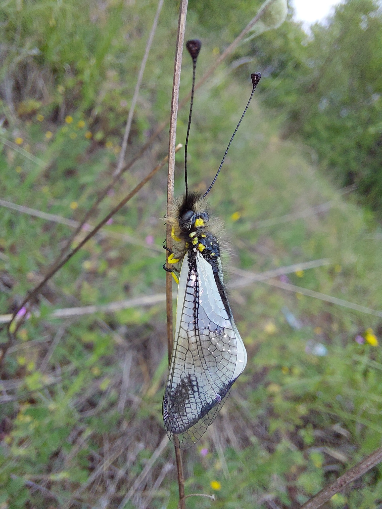 Libelloides lacteus (Brullé, 1832)