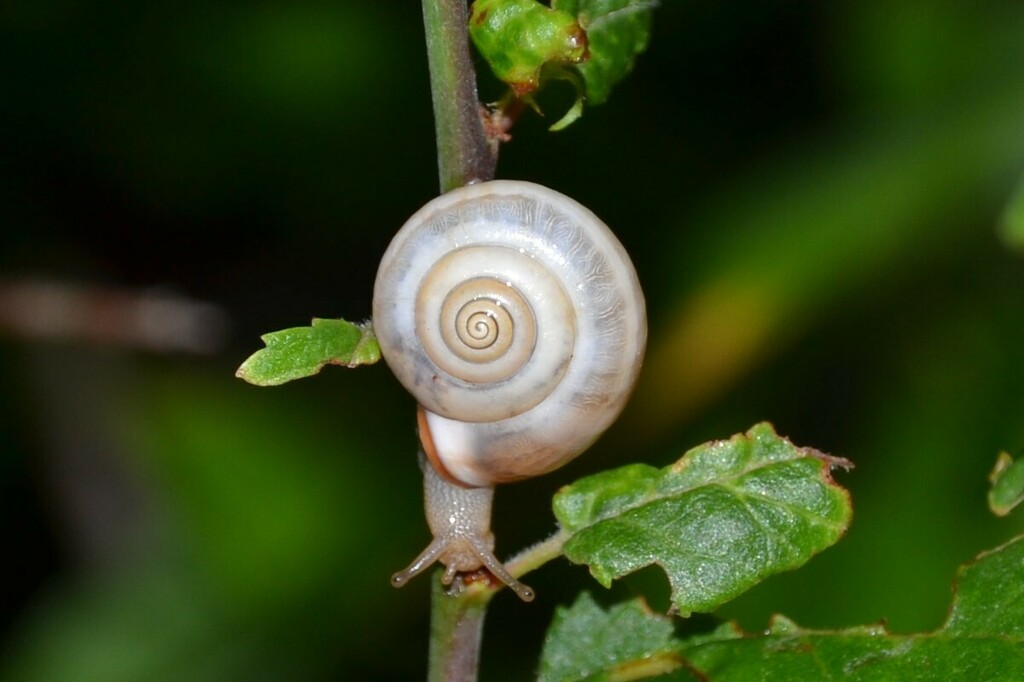 Carthusian Snail (Snails of Ontario) · iNaturalist