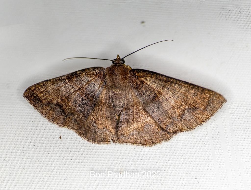 Ennominae from Darjeeling town, Gandhi Road, Darjeeling, West Bengal ...