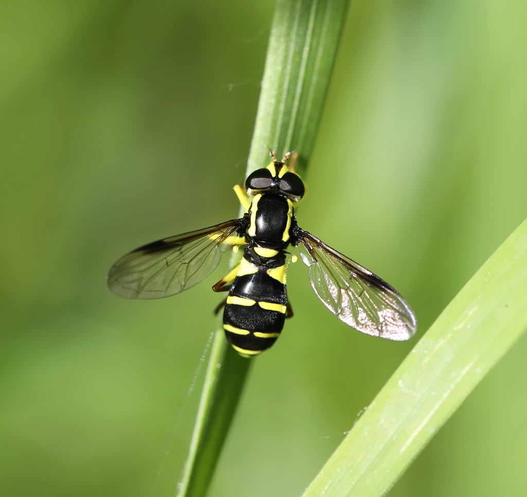 Harlequin Flies from Gonfreville-l'Orcher, France on May 30, 2022 at 09 ...