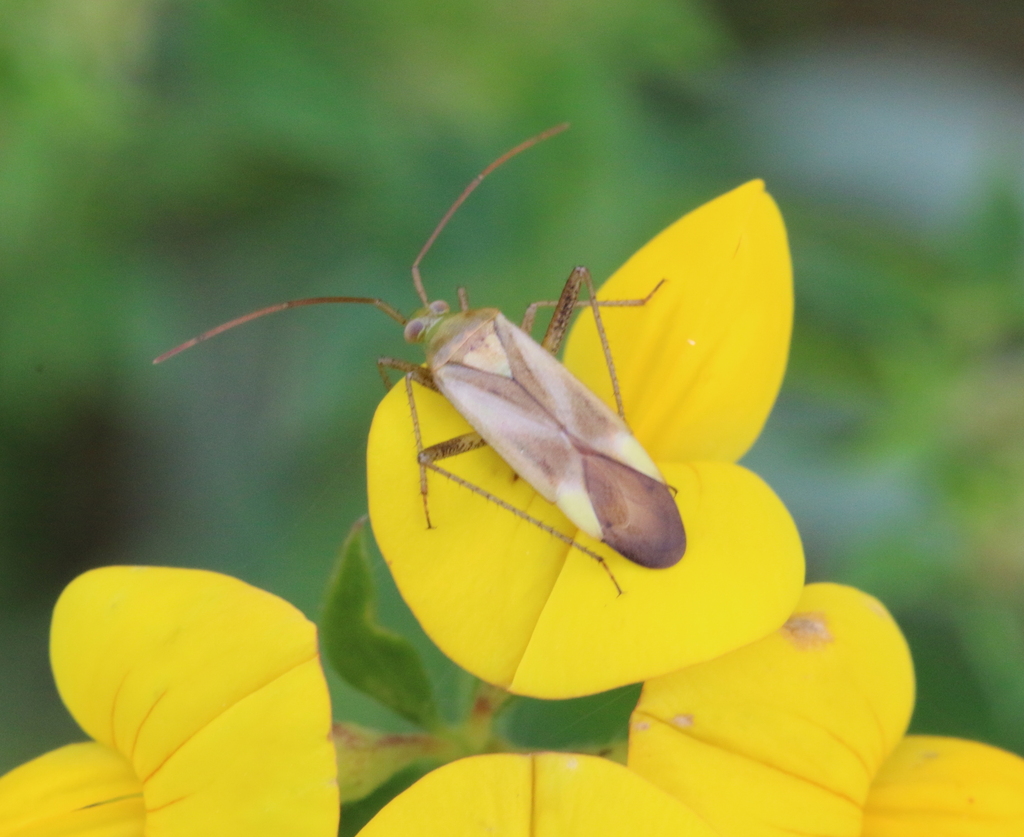 Alfalfa Plant Bug from Gonfreville-l'Orcher, France on July 02, 2021 at ...