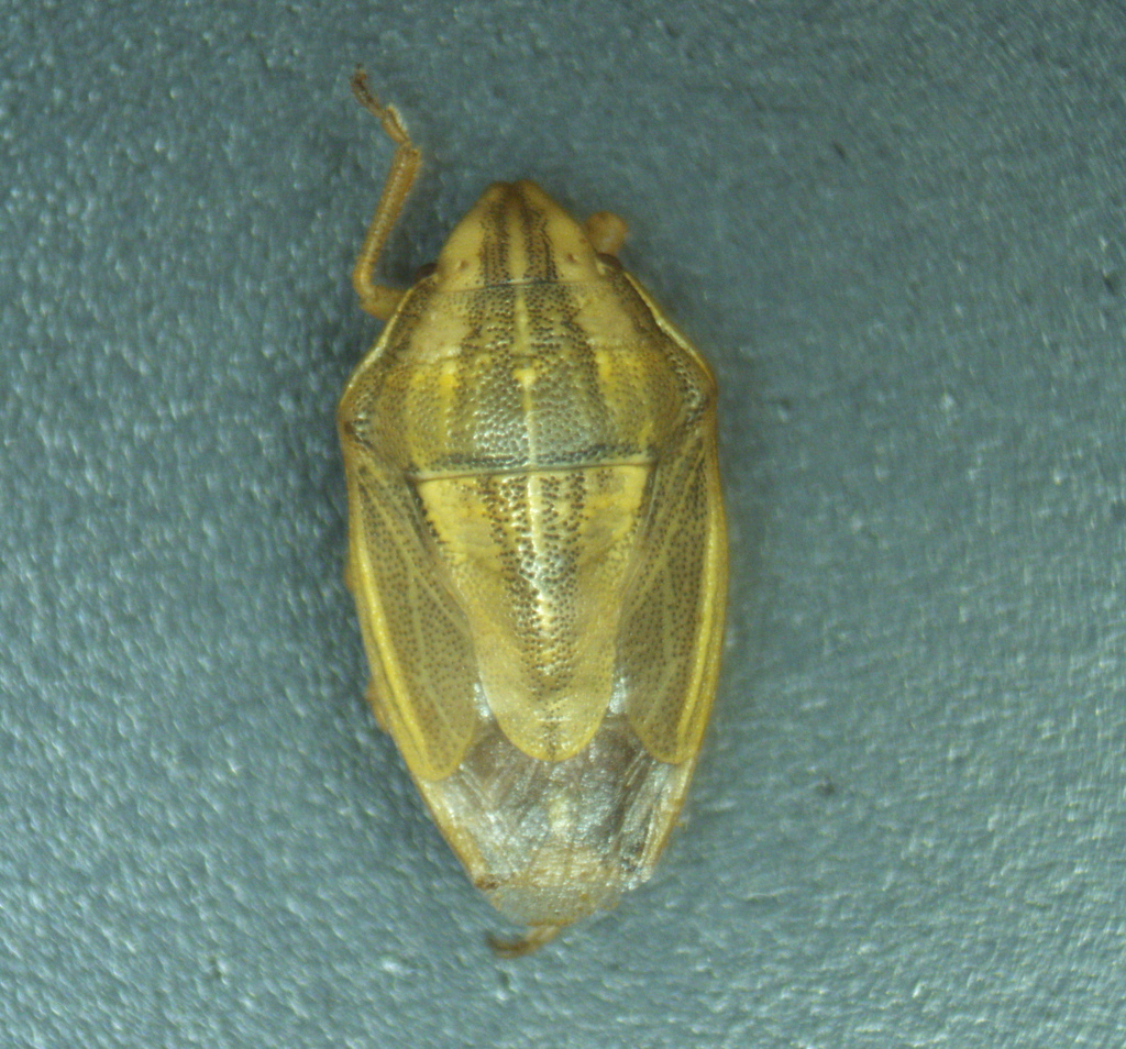 Bishop's Mitre Shield Bug from Oudalle, France on June 26, 2021 at 05: ...