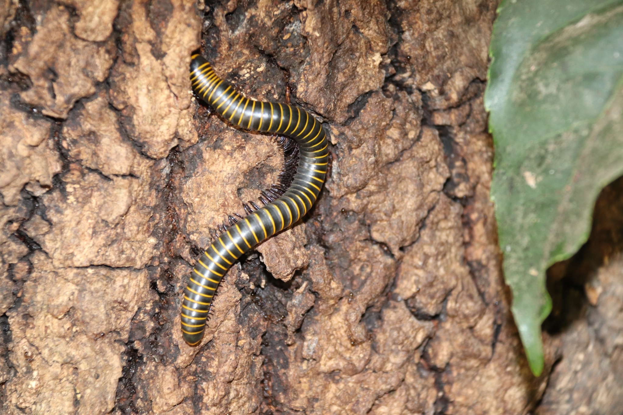 Spirobolus bungii Brandt, 1833