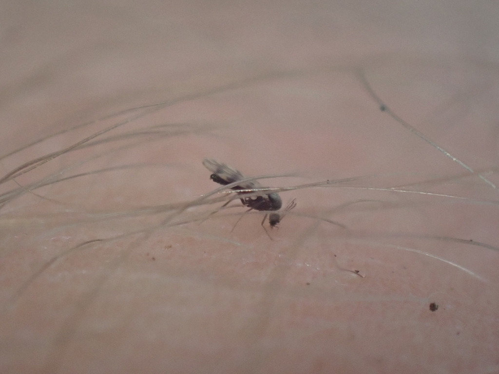 Highland Midge from Buttermere, Cockermouth CA13, UK on June 24, 2022 ...