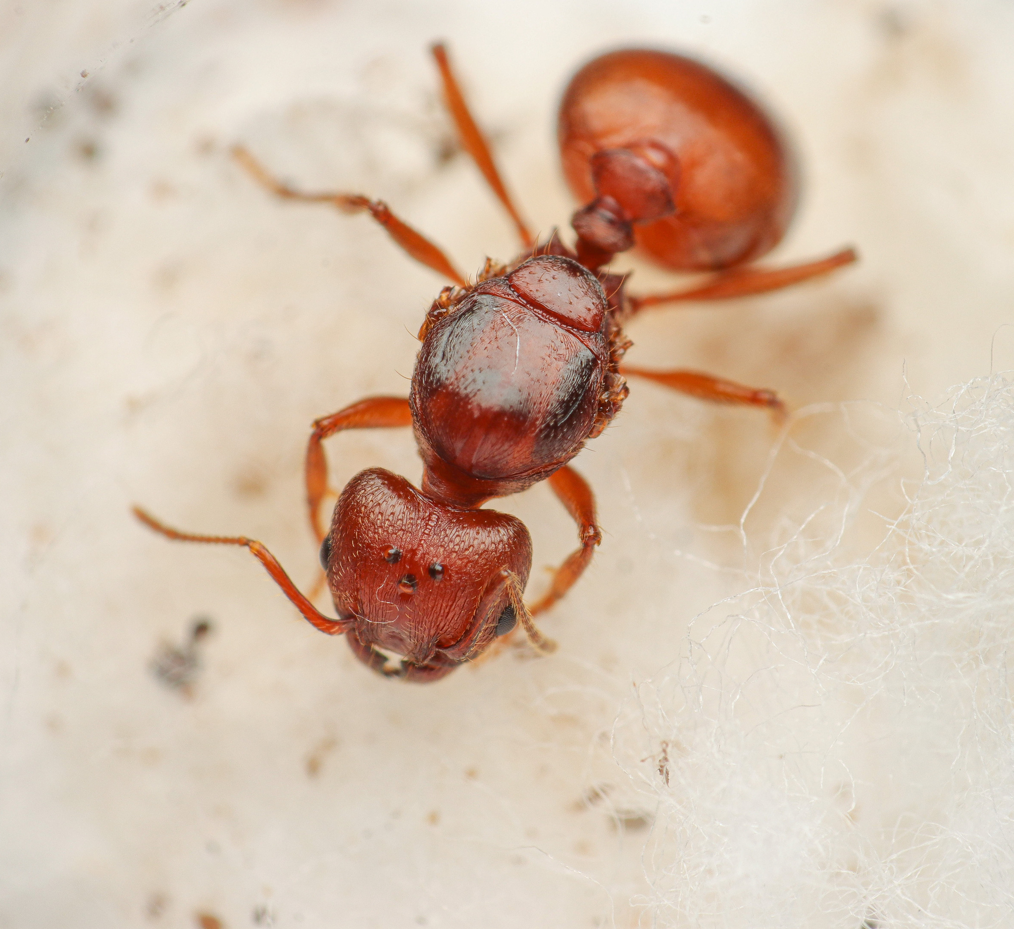 Pheidole obtusospinosa Pergande, 1896