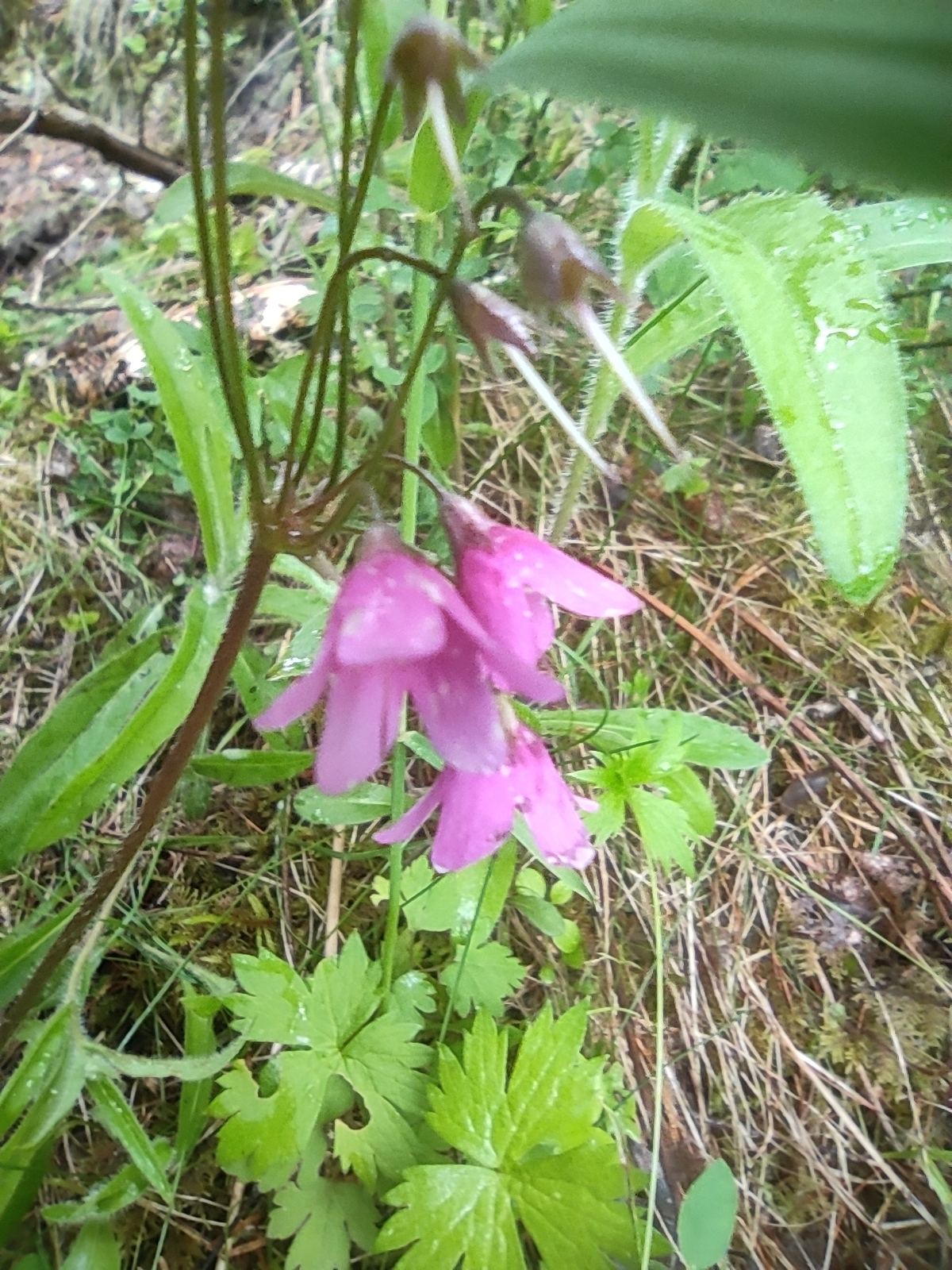 Primula matthioli K.Richt.