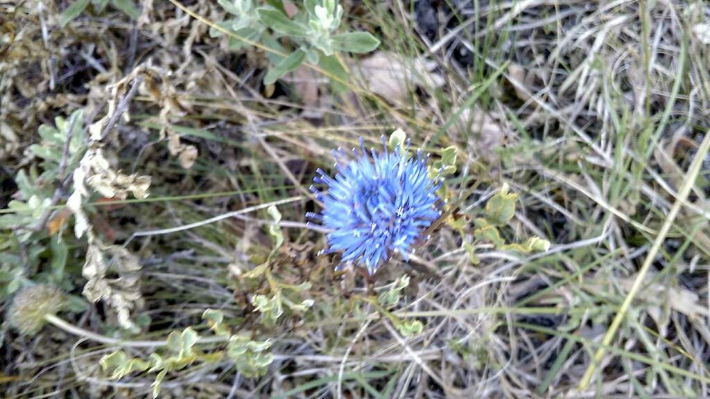 Sheep's-bit from Ourense, Galicia, Spain on June 25, 2022 at 08:32 PM ...