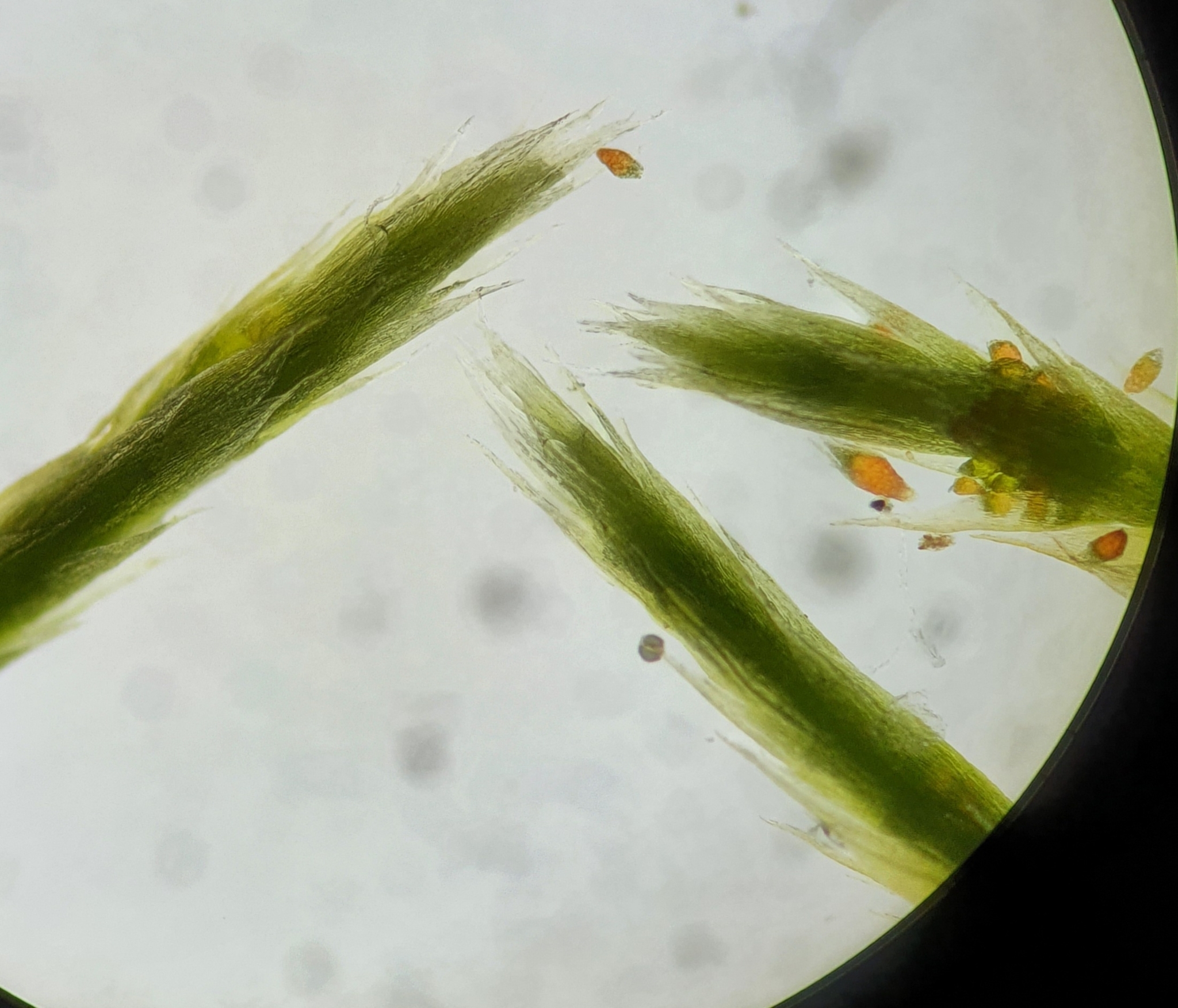 Anomobryum Schimp.