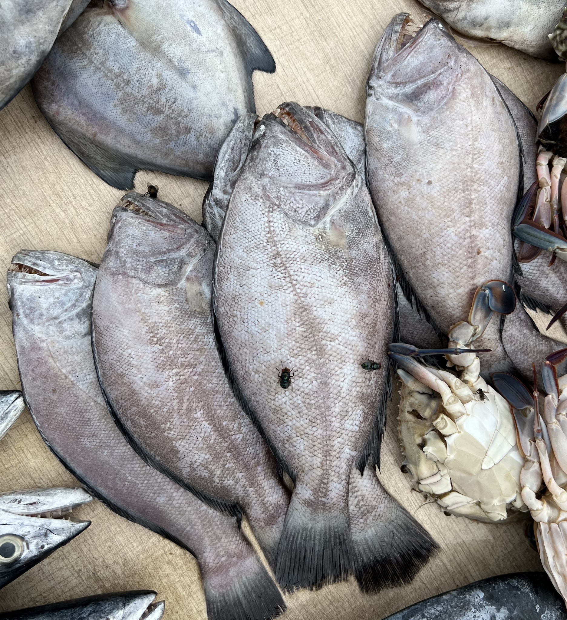 Psettodes Bennett, 1831