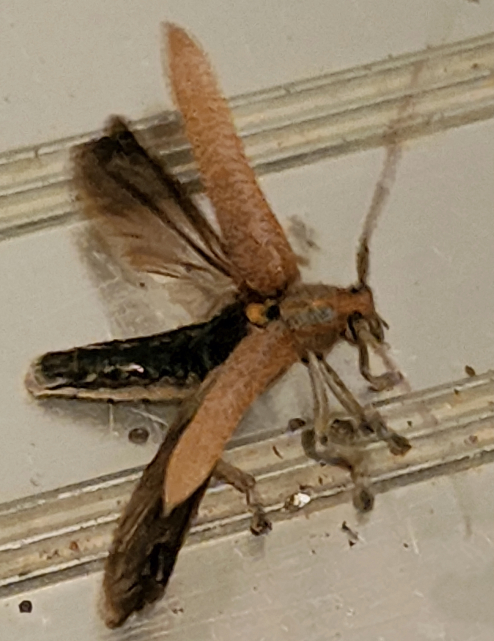 Saperda calcarata Say, 1824