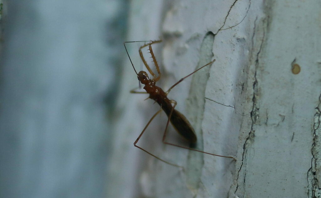 Gallobelgicus typicus from Kodaikanal, Tamil Nadu, India on June 4 ...