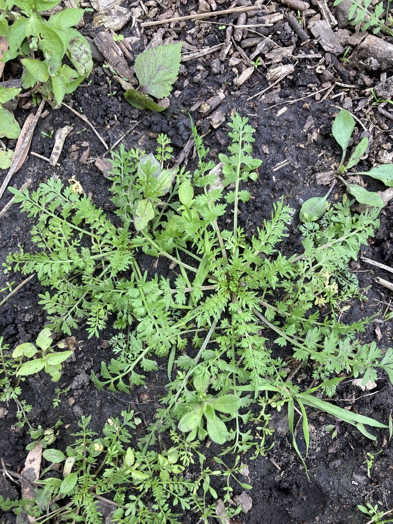 Lesser swine-cress from Sydney NSW, Australia on June 27, 2022 at 12:48 ...