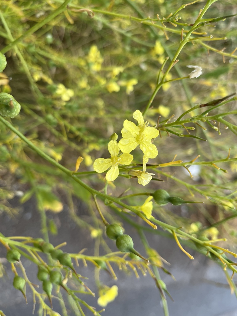 Jointed Charlock from Cutacre on June 27, 2022 at 10:06 AM by ...