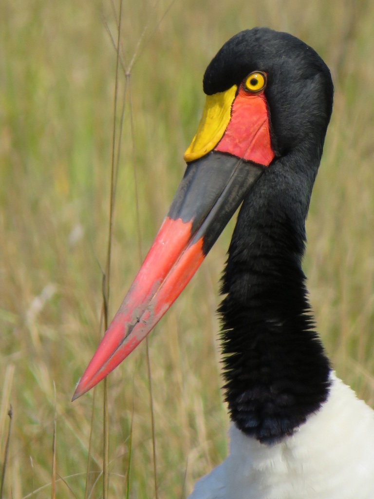 Saddle-billed Stork from iSimangaliso, South Africa on July 7, 2018 at ...