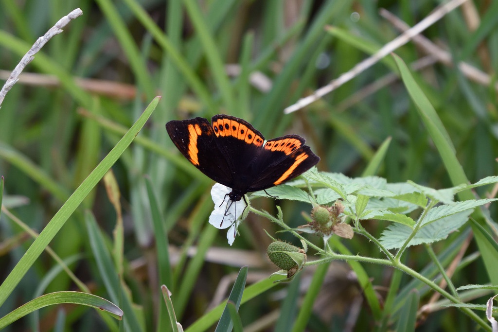 Eight-Spot Butterfly from Sarramea, New Caledonia on June 25, 2022 at ...