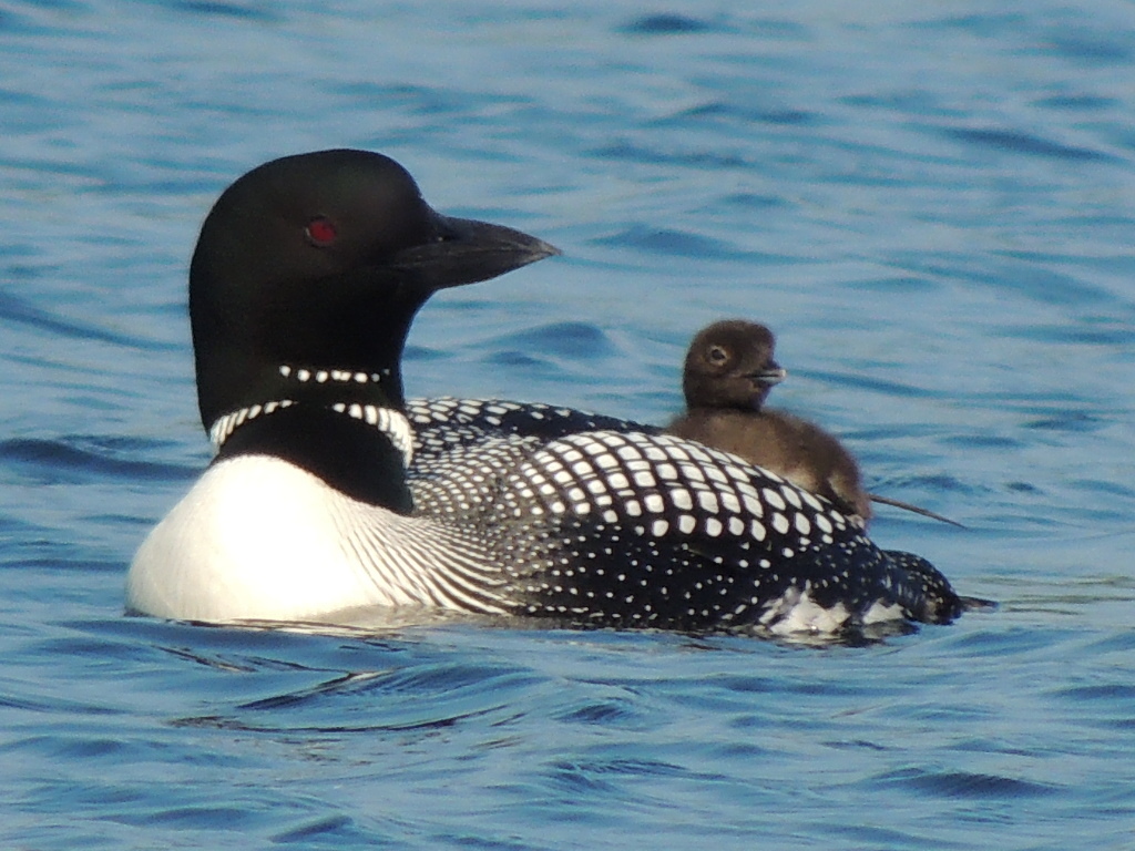 Home - Avian Discovery