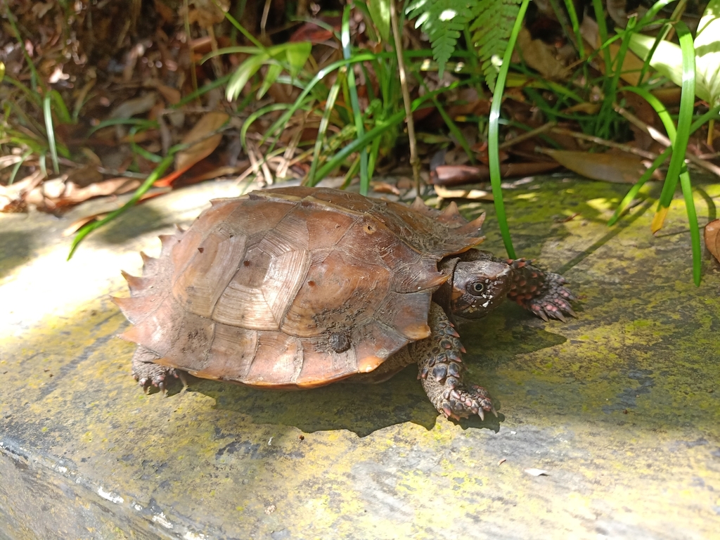 Spiny Terrapin in June 2022 by Alexius L.Z.L · iNaturalist