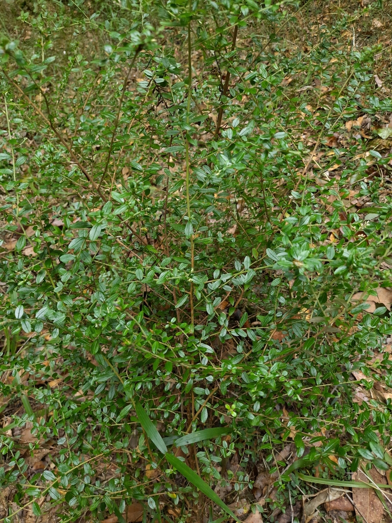Cassinia subtropica from Landsborough QLD 4550, Australia on June 27 ...