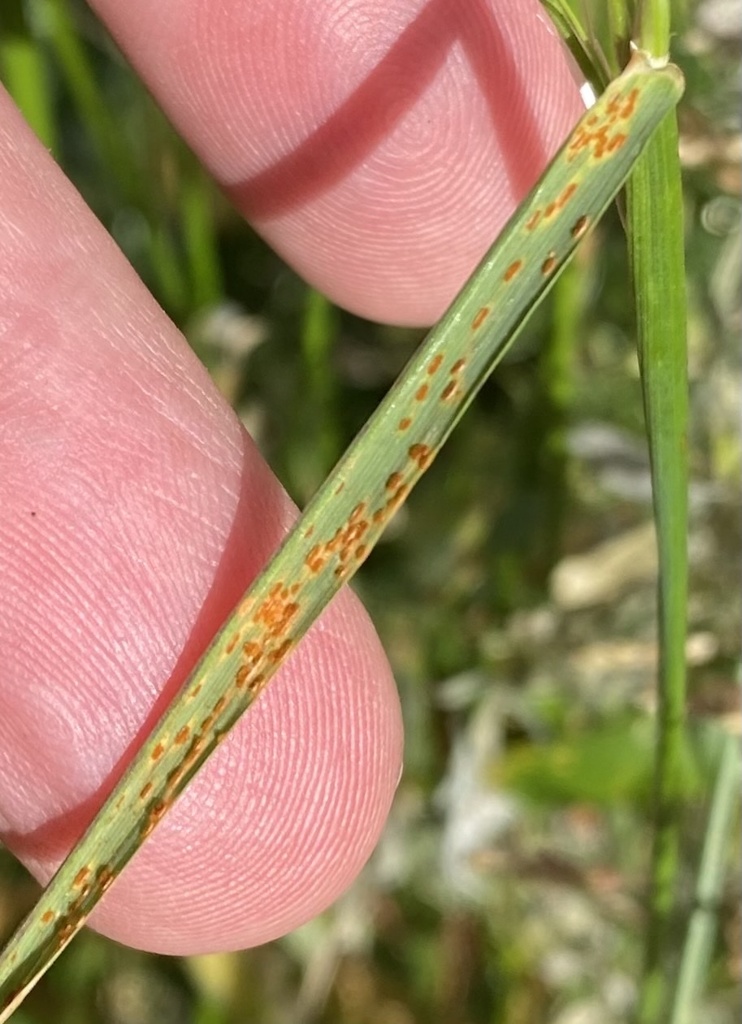 Pucciniaceae from Dinnington CP, Newcastle Upon Tyne, England, GB on ...