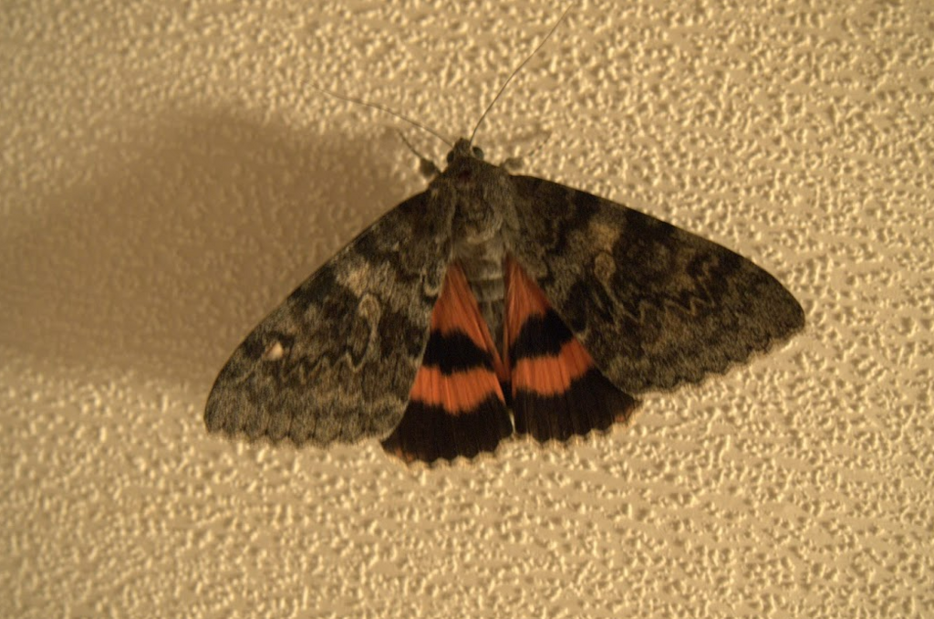 French Red Underwing from Русанівка, Київ, Україна, 02000 on June 27 ...