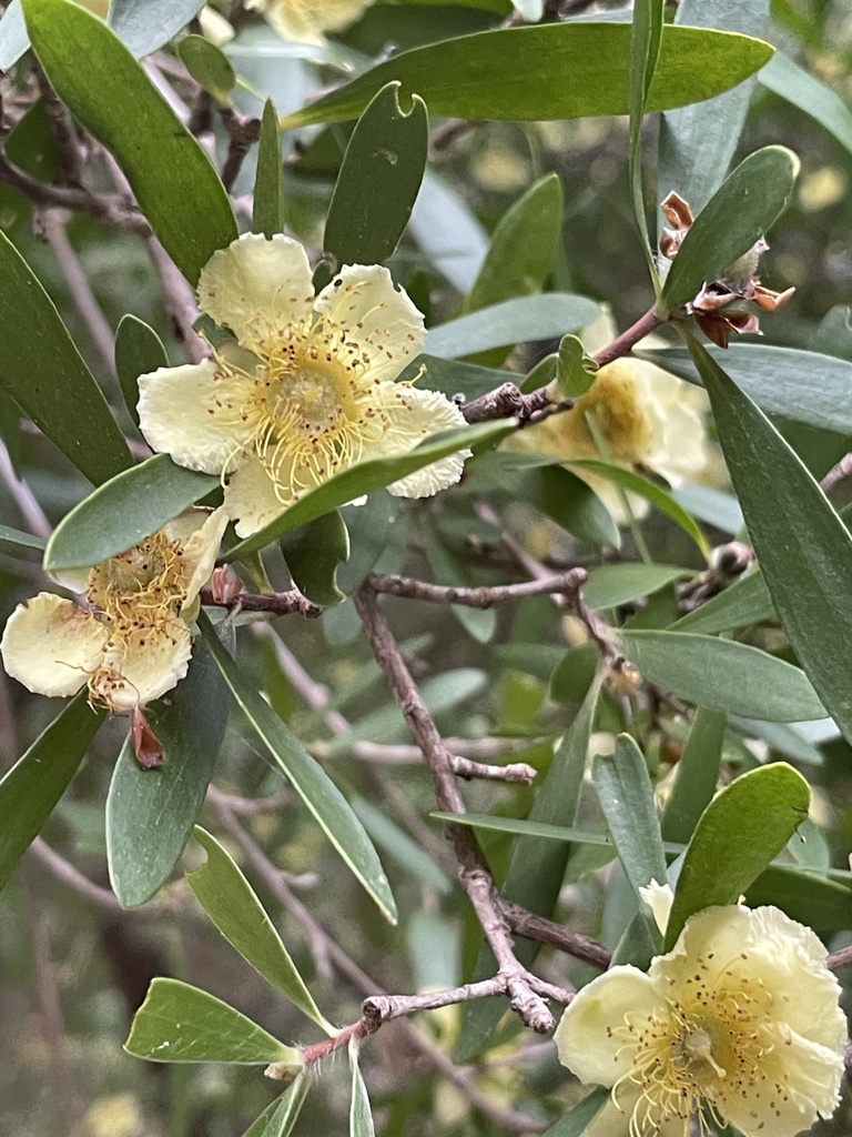 Neofabricia myrtifolia from Cooktown Botanic Gardens, Cooktown, QLD, AU ...