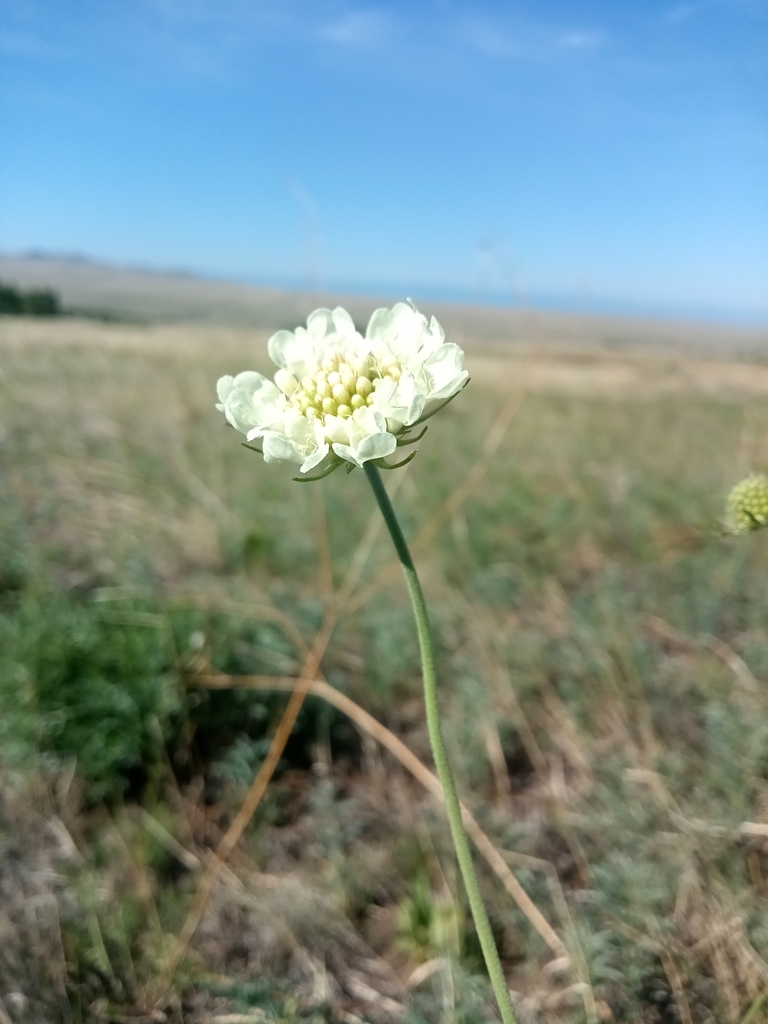 Cream Scabious in June 2022 by Dmitry Shtol · iNaturalist