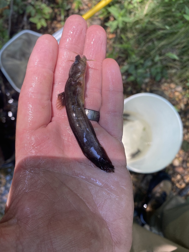 Tadpole Madtom in June 2022 by Cole Tiemann · iNaturalist