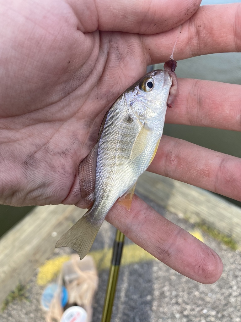 Spot Croaker in June 2022 by Cole Tiemann · iNaturalist