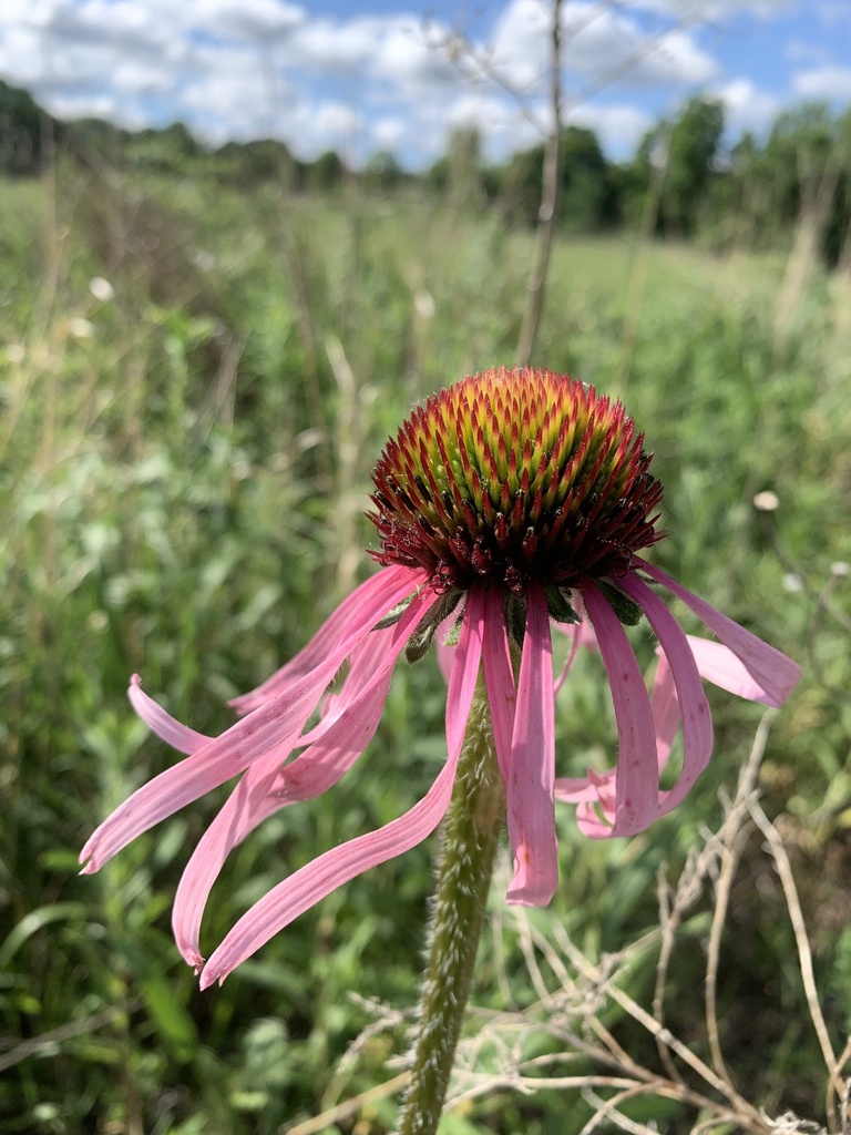pale purple coneflower from Spring Lake Park Reserve, Hastings, MN, US ...
